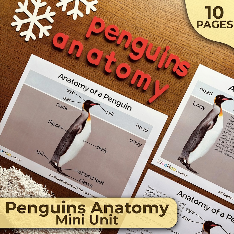 Penguin Anatomy Parts of a Penguin Parts Penguin Anatomy Display Poster ...
