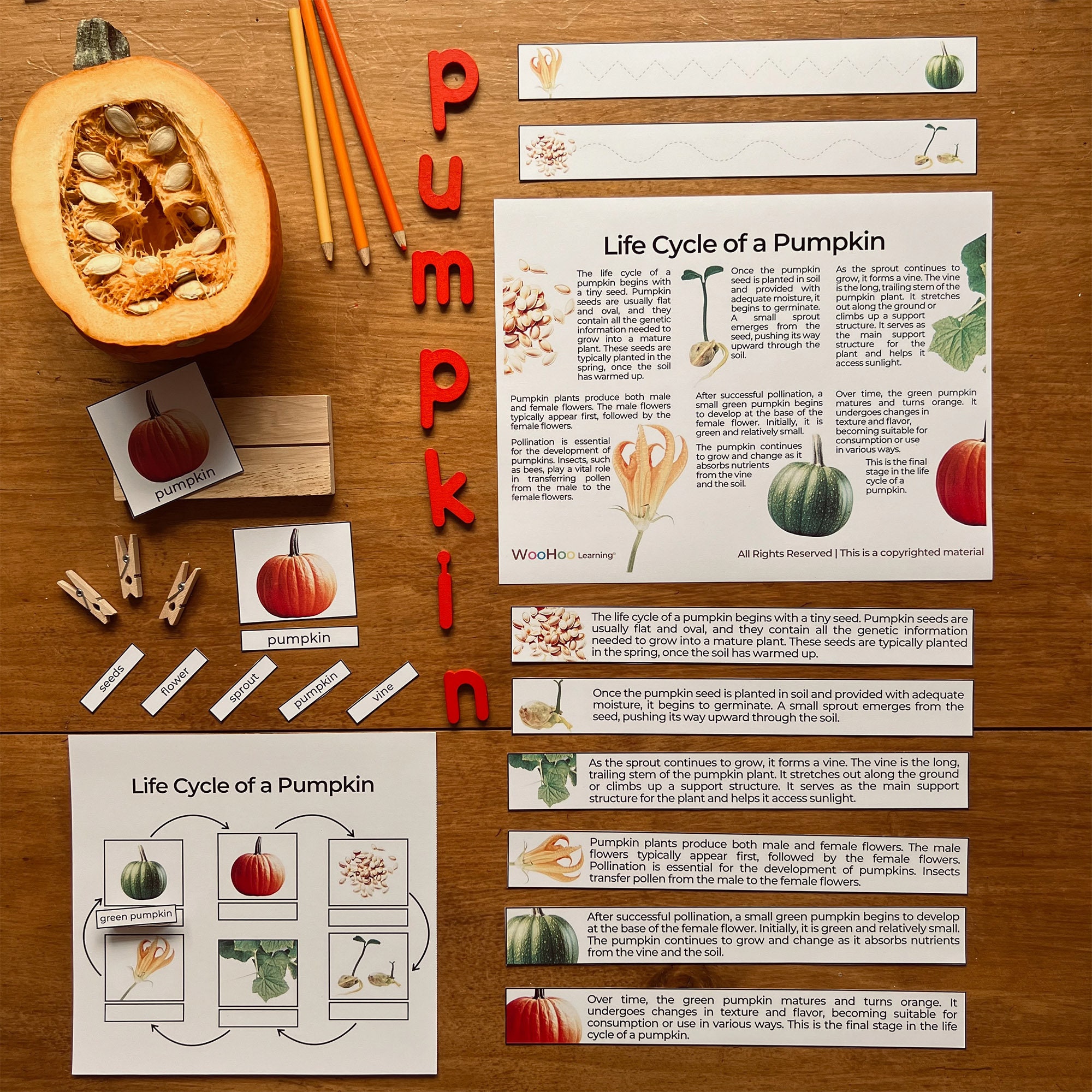 Pumpkin Unit Study Pumpkin Life Cycle Pumpkin Anatomy Montessori ...