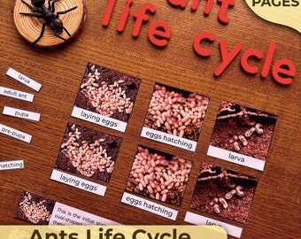 Ant Life Cycle Digital Poster - Etsy