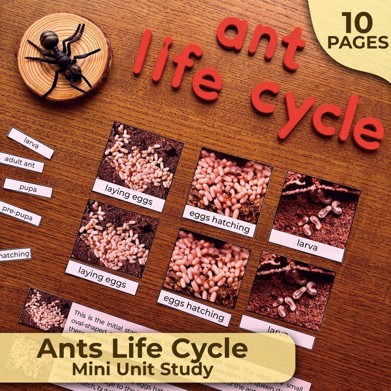 Ants Life Cycle Ant Life Cycle Stages Ants Life Cycle Poster Charlotte ...
