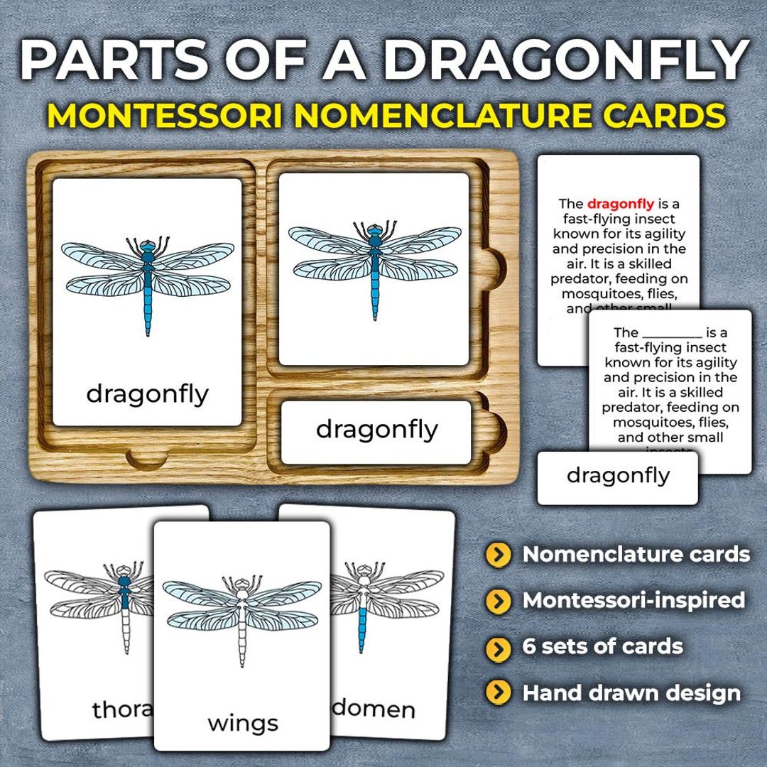 Dragonfly Insect Nomenclature Cards Montessori Insects 3 Part Cards ...