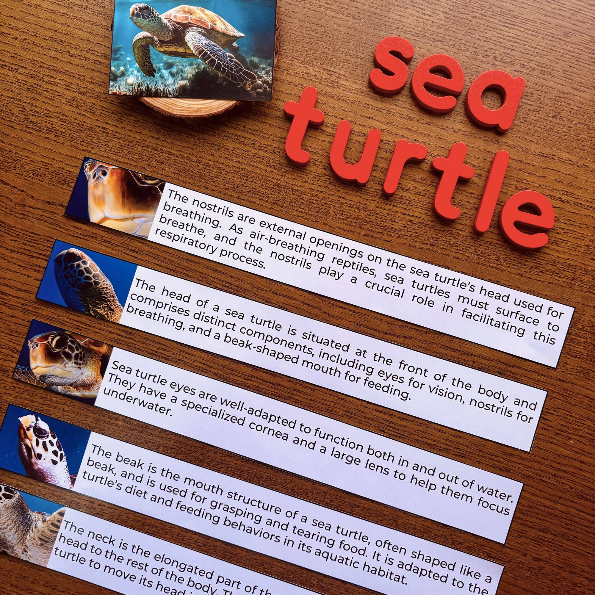 Sea Turtle Anatomy Sea Turtle Parts Anatomy of a Sea Turtle Montessori ...