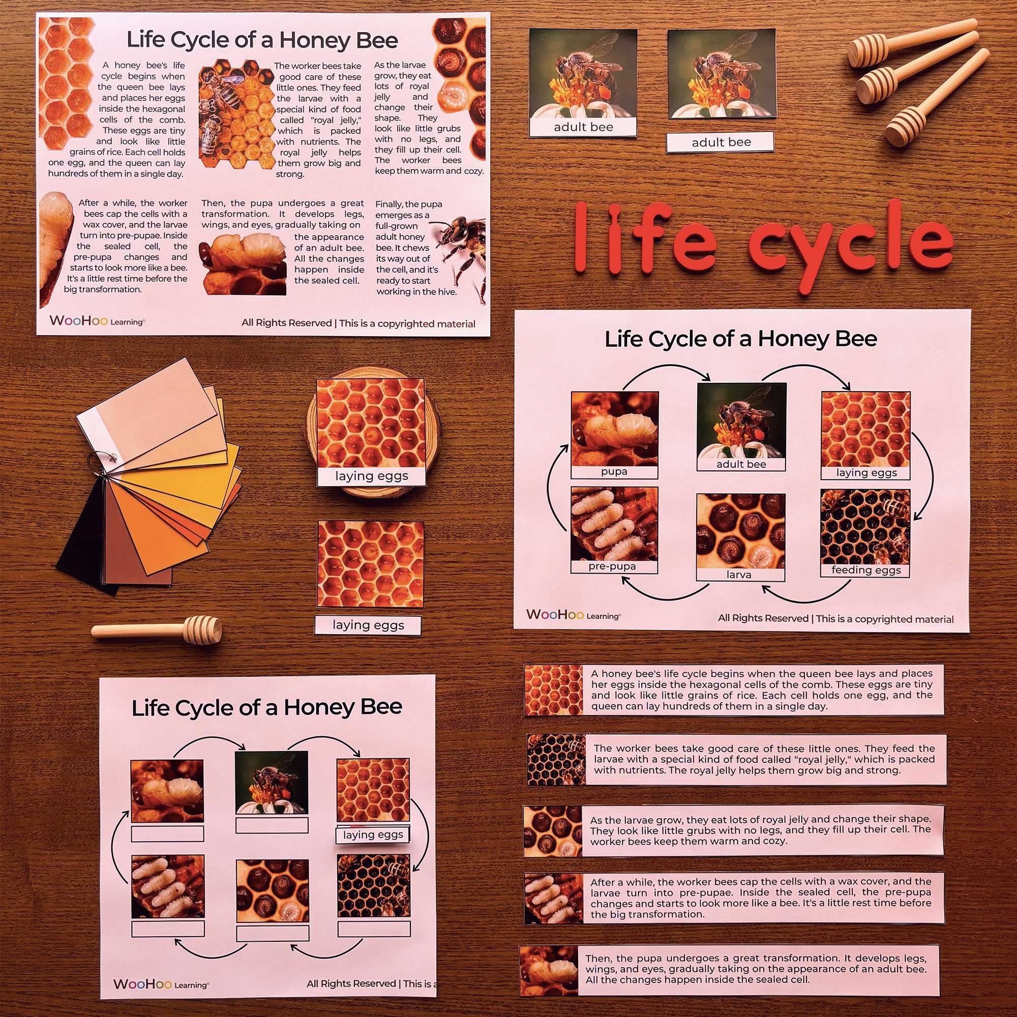 Honey Bee Unit Study Honey Bee Anatomy Honey Bee Life Cycle Honey Bee ...