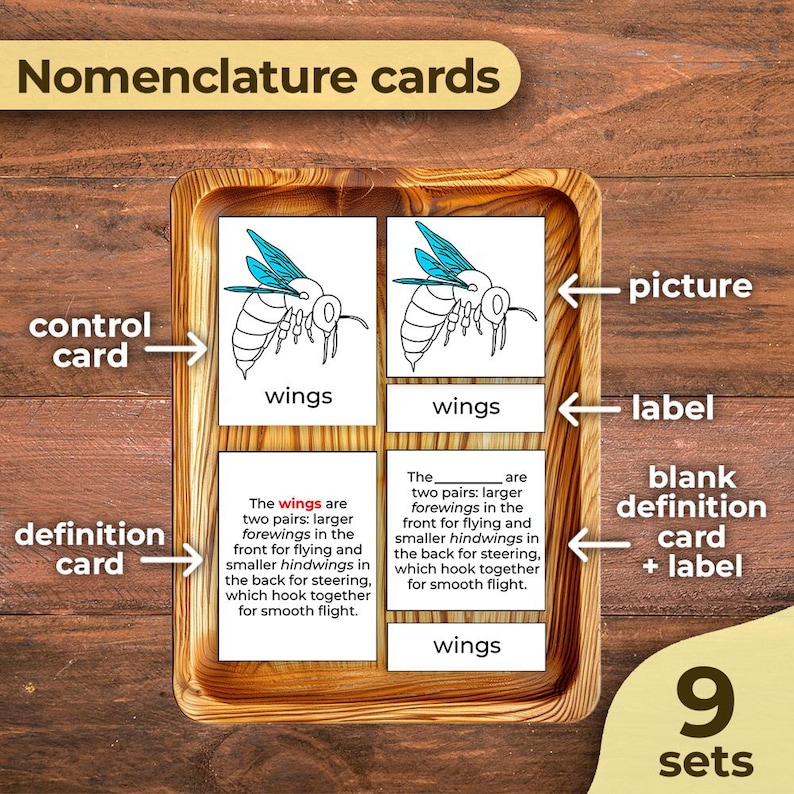Honey Bee Anatomy Parts Honeybee Labeled Honey Bee Body Parts Anatomy ...