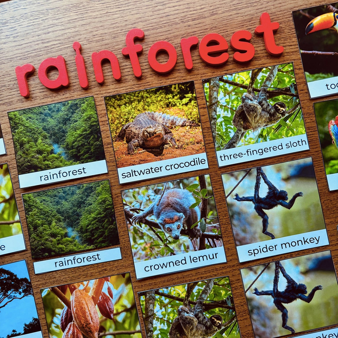 Rainforest Habitat Unit Study Rainforest Biome All About Rainforest ...