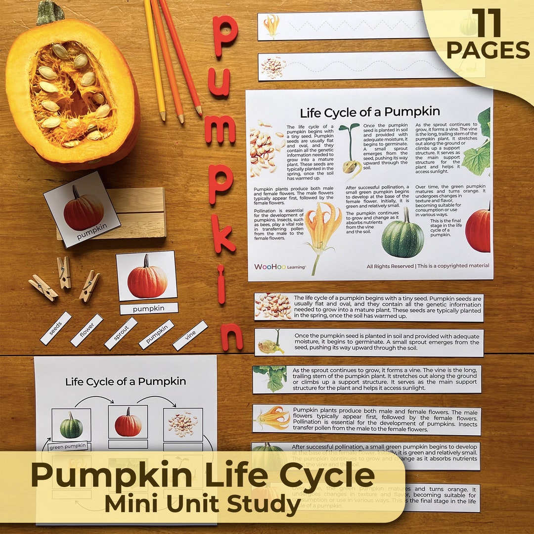 Pumpkin Life Cycle Pumpkin Life Cycle Worksheet Pumpkin Life Cycle Unit ...