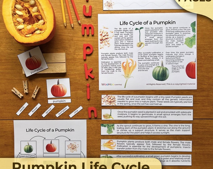 Life Cycle Clip Art - Pumpkin Life Cycle Clip Art - Squash Life Cycle ...