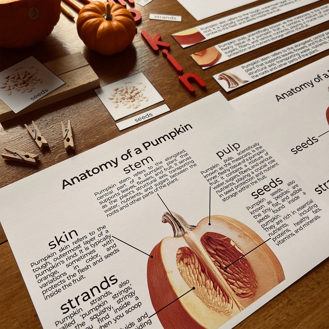 Pumpkin Unit Study Pumpkin Life Cycle Pumpkin Anatomy Montessori ...