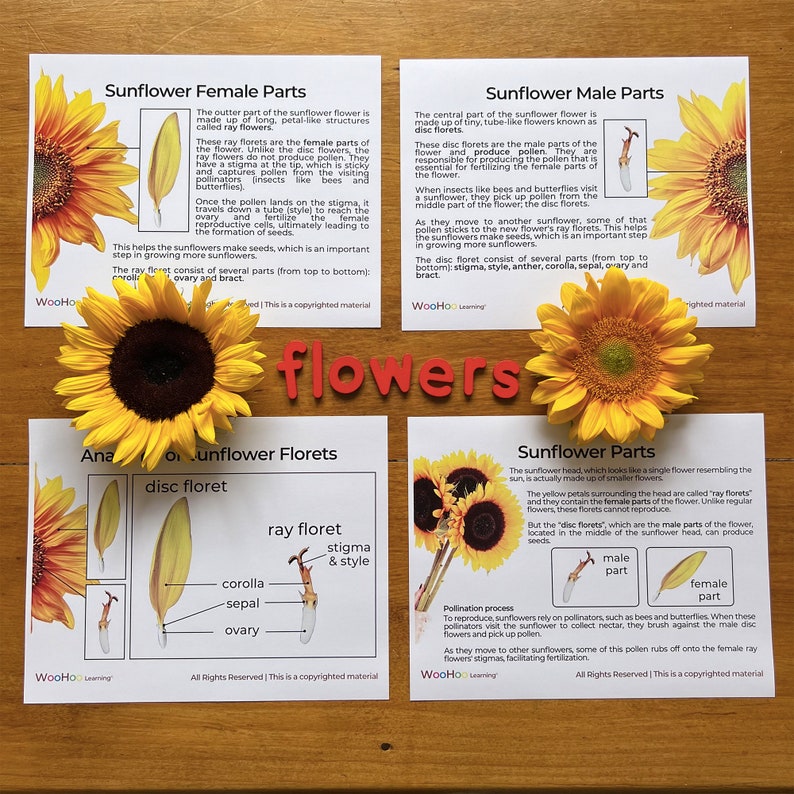 Parts of a Sunflower Anatomy Poster Sunflower Parts of a Sunflower ...
