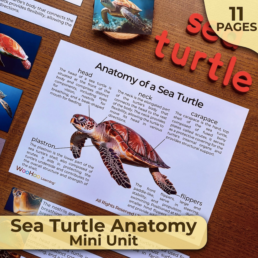 Sea Turtle Anatomy Sea Turtle Parts Anatomy of a Sea Turtle Montessori ...