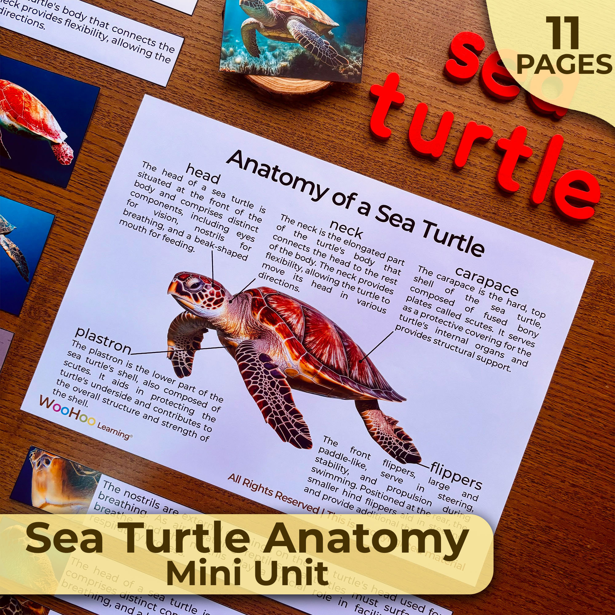 Sea Turtle Anatomy Sea Turtle Parts Anatomy of a Sea Turtle Montessori ...