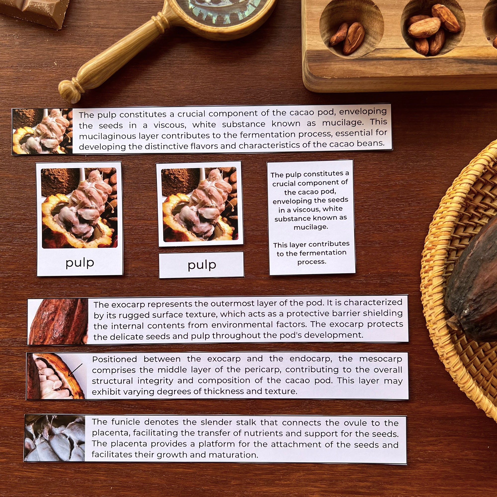 Cacao Pod Anatomy Chocolate Fruit Anatomy Chocolate Bean Parts Cacao ...