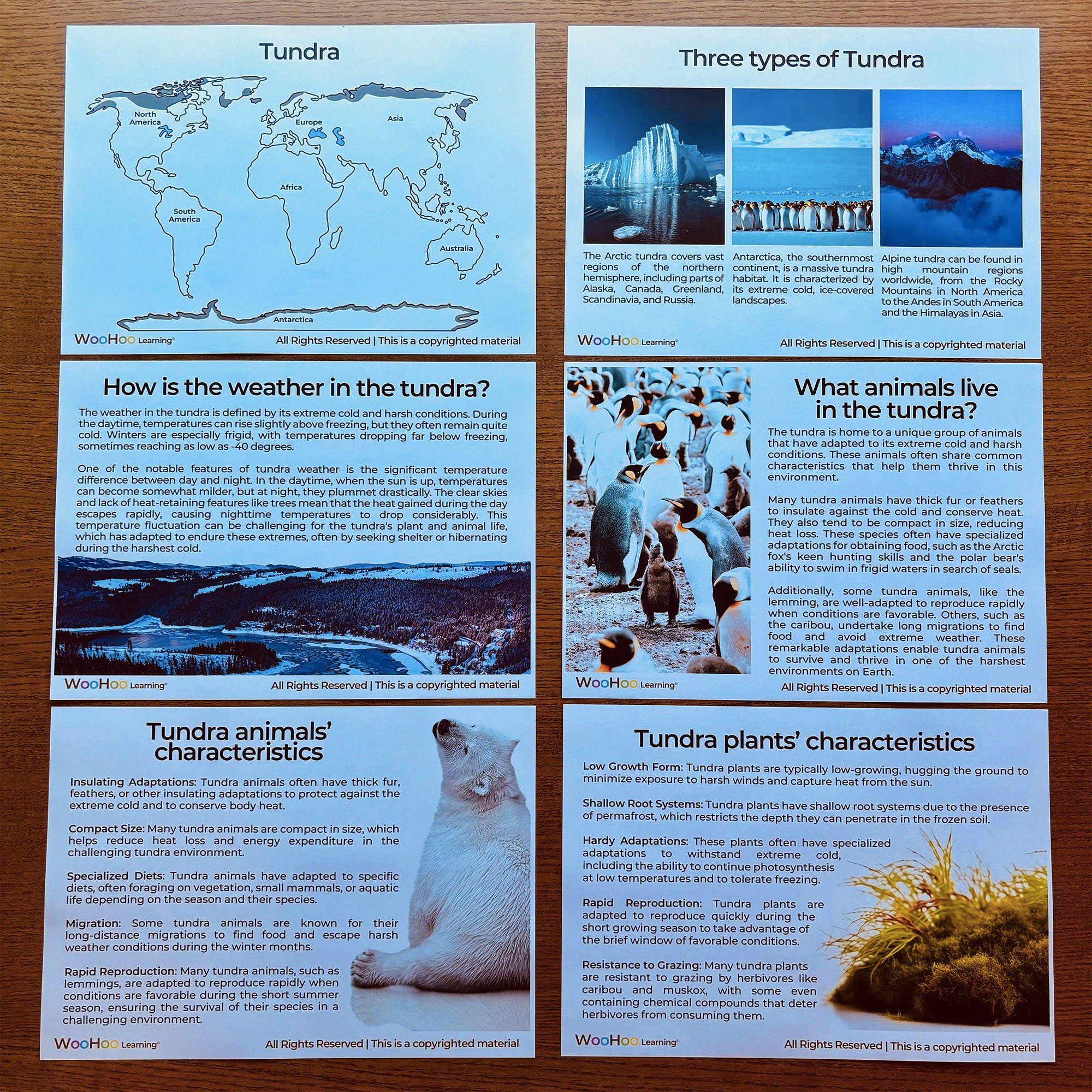 Tundra Habitat Unit Study Tundra Biome Unit Habitats Science Tundra ...