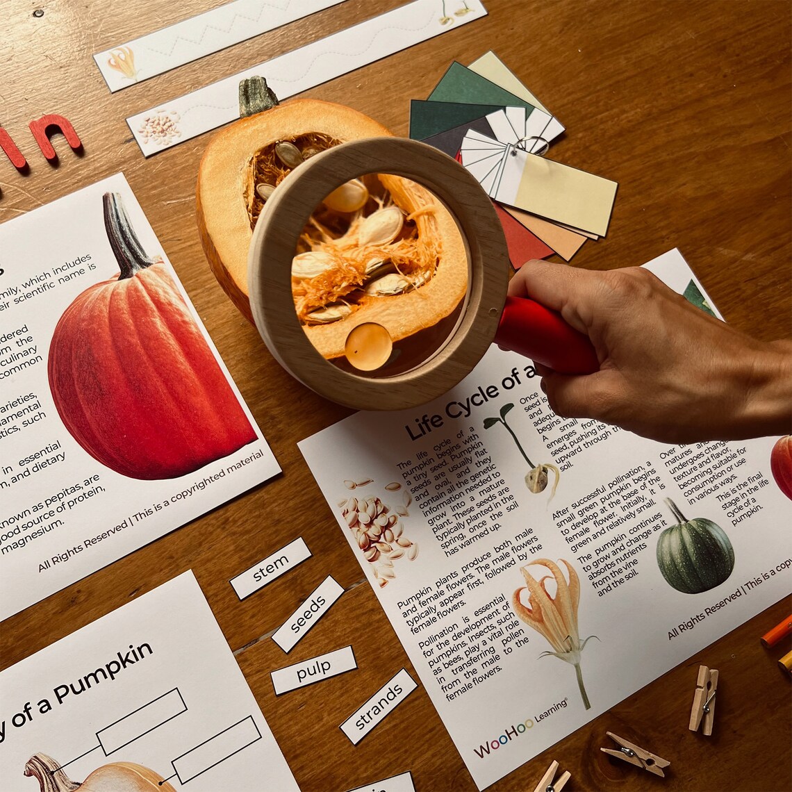 Pumpkin Unit Study Pumpkin Life Cycle Pumpkin Anatomy Montessori ...