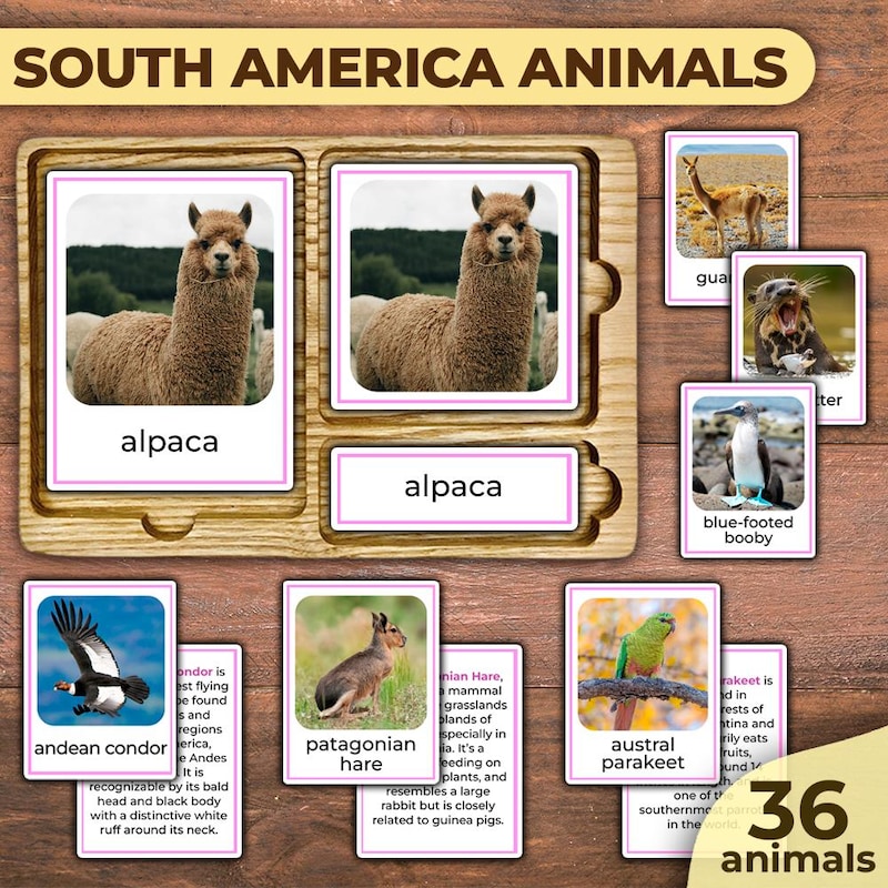 Animal Flash Cards - Etsy