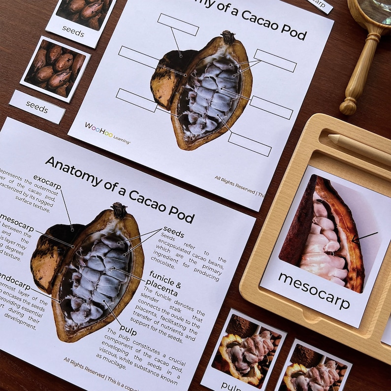 Cacao Pod Anatomy Chocolate Fruit Anatomy Chocolate Bean Parts Cacao ...