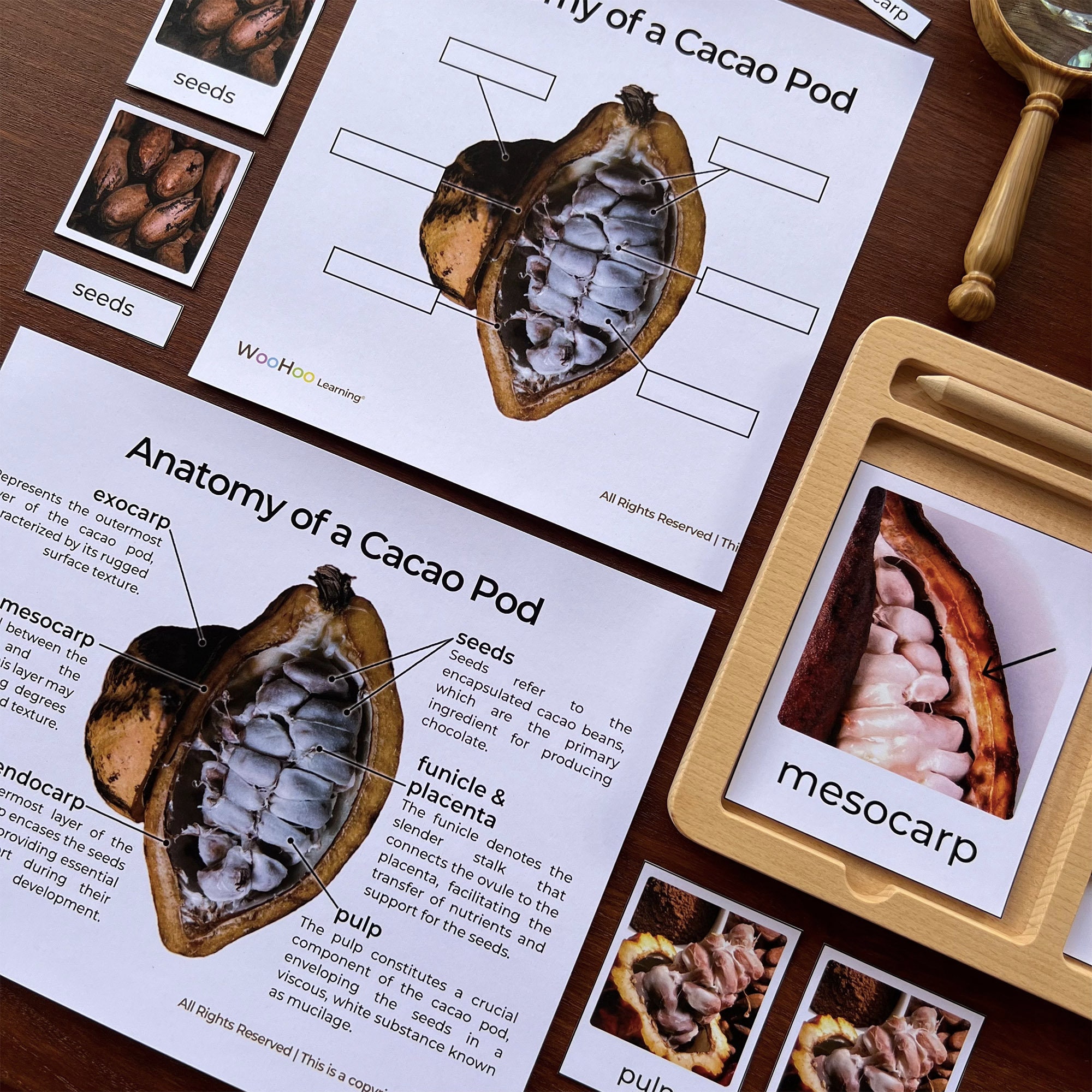 Cacao Pod Anatomy Chocolate Fruit Anatomy Chocolate Bean Parts Cacao ...