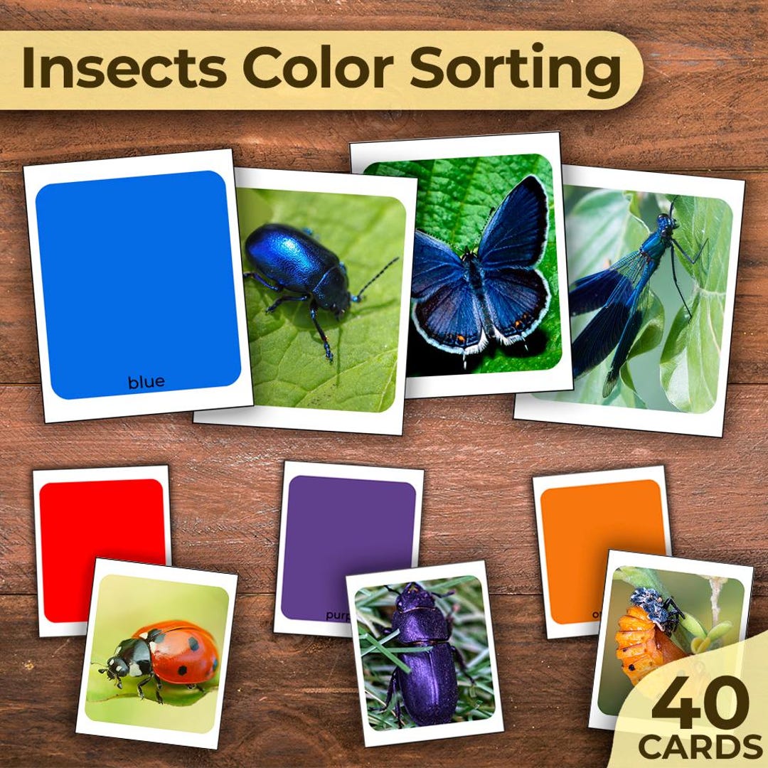 Insects Matching Activity Insects Color Sorting Insects Bugs and ...