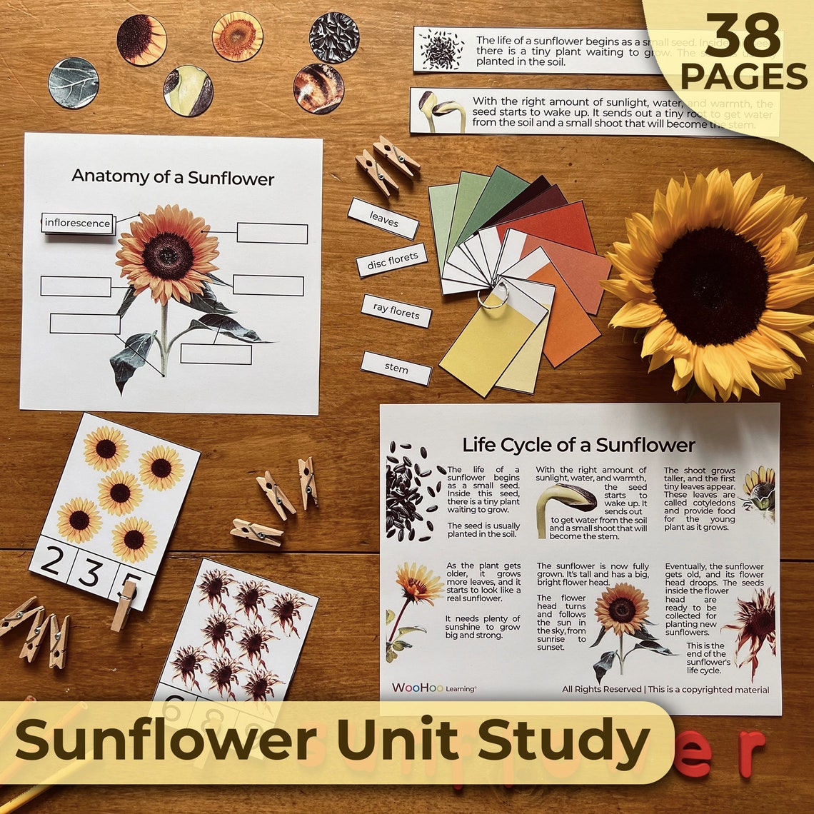 Sunflower Life Cycle Sunflower Anatomy Sunflower Printable Nature Study ...