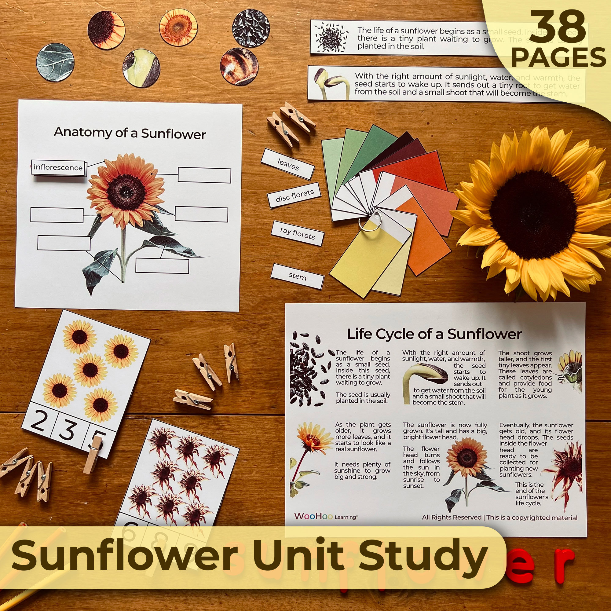 Sunflower Life Cycle Sunflower Anatomy Sunflower Printable Nature Study ...
