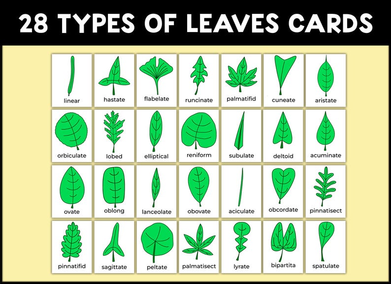 Types of Leaves Classification Leaf Types Sorting Activity Montessori ...