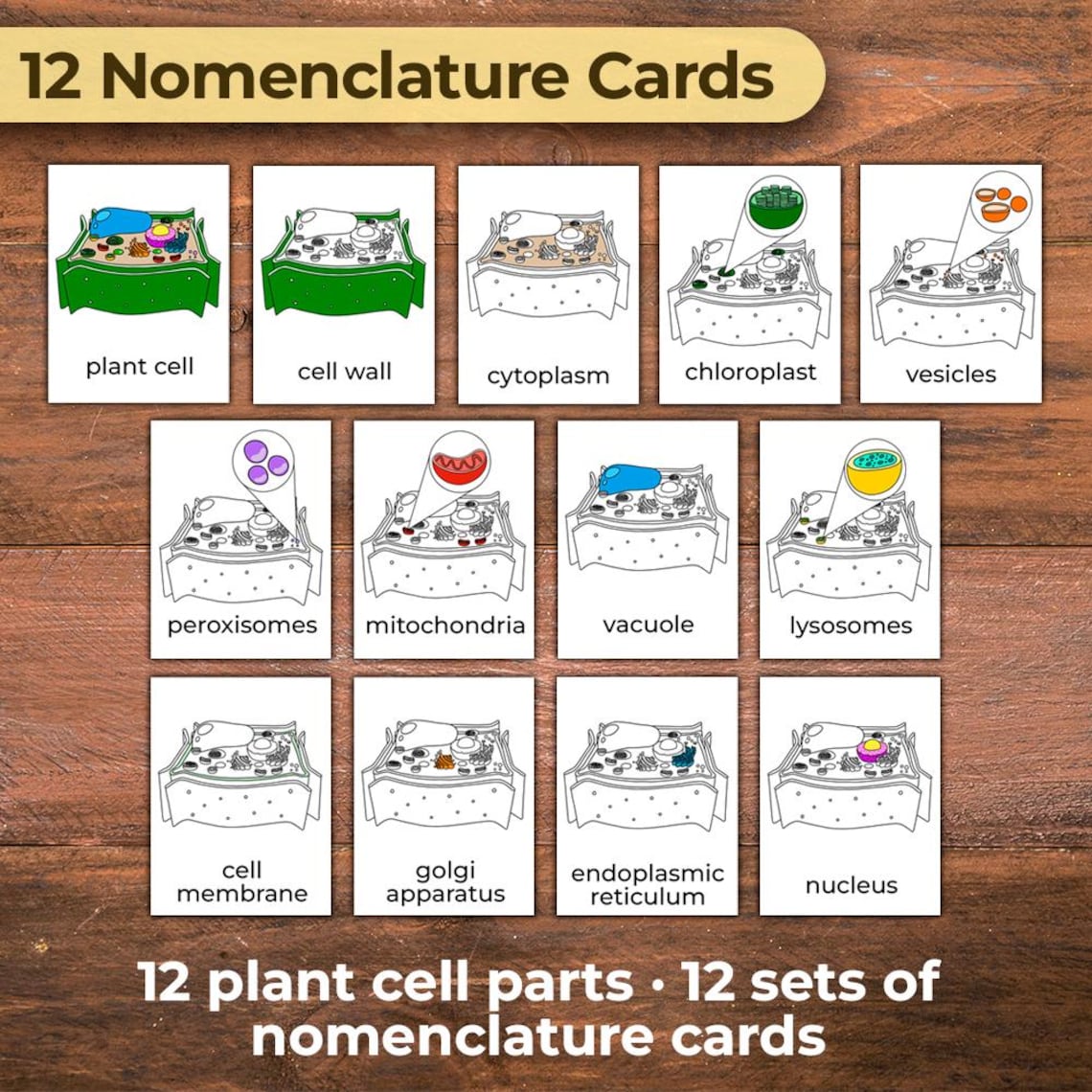 Parts of a Plant Cell Nomenclature Cards Plant Cell Diagram Plant Cell ...