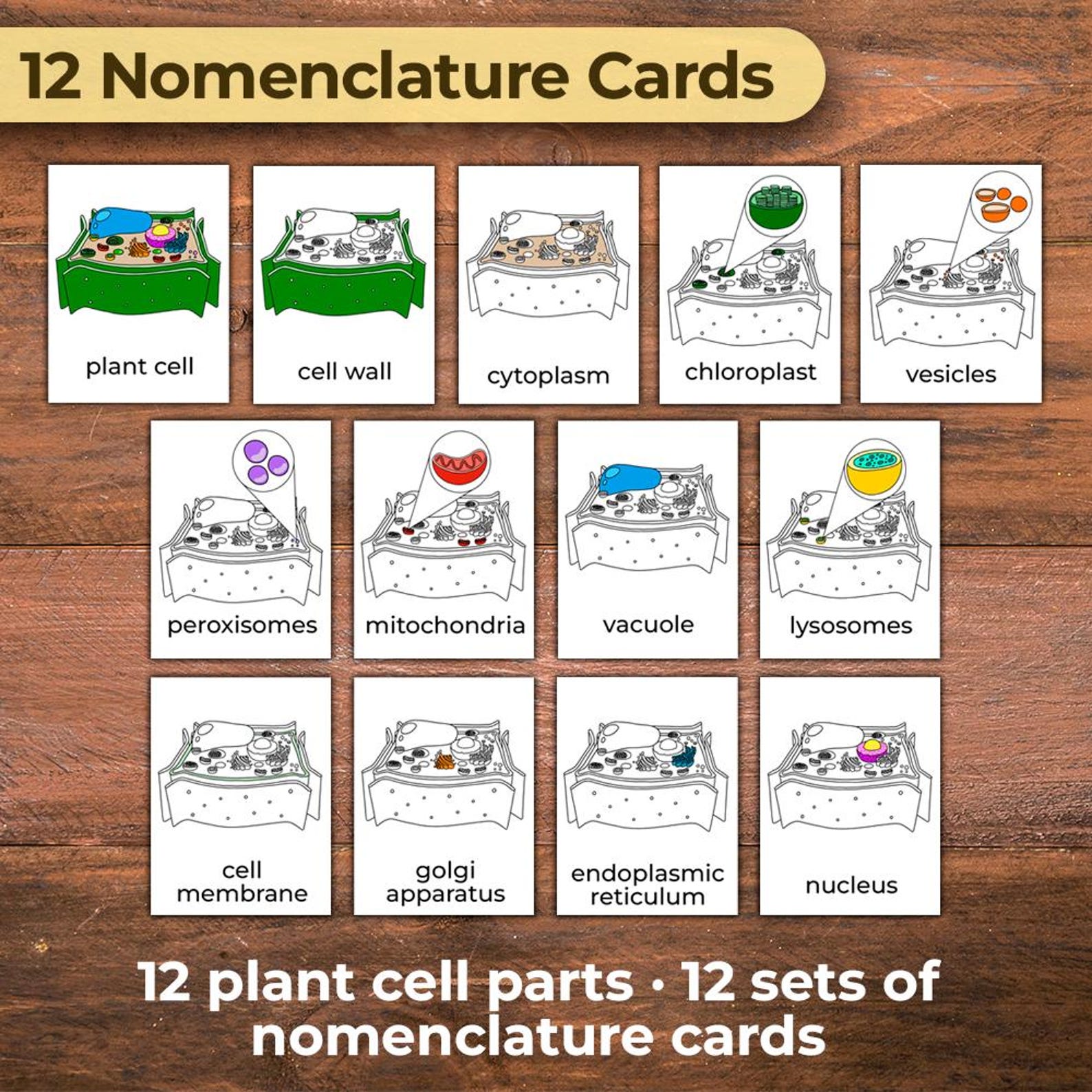Parts of a Plant Cell Nomenclature Cards Plant Cell Diagram Plant Cell ...