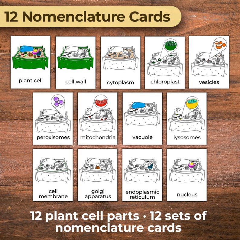 Parts of a Plant Cell Nomenclature Cards Plant Cell Diagram Plant Cell ...