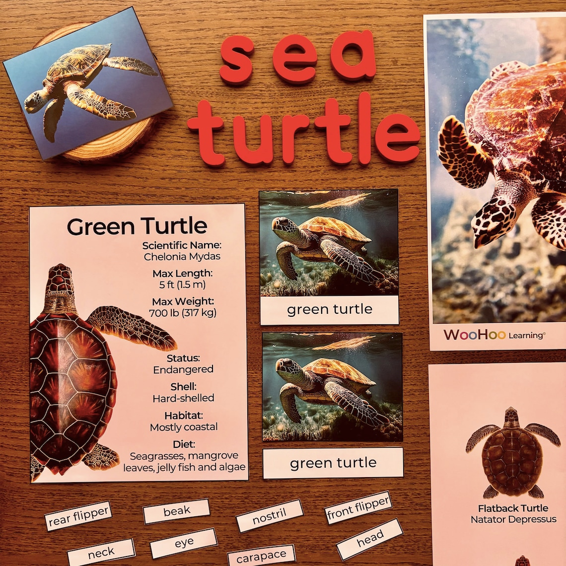 Sea Turtle Unit Study All About Sea Turtles Anatomy Sea Turtle Life ...