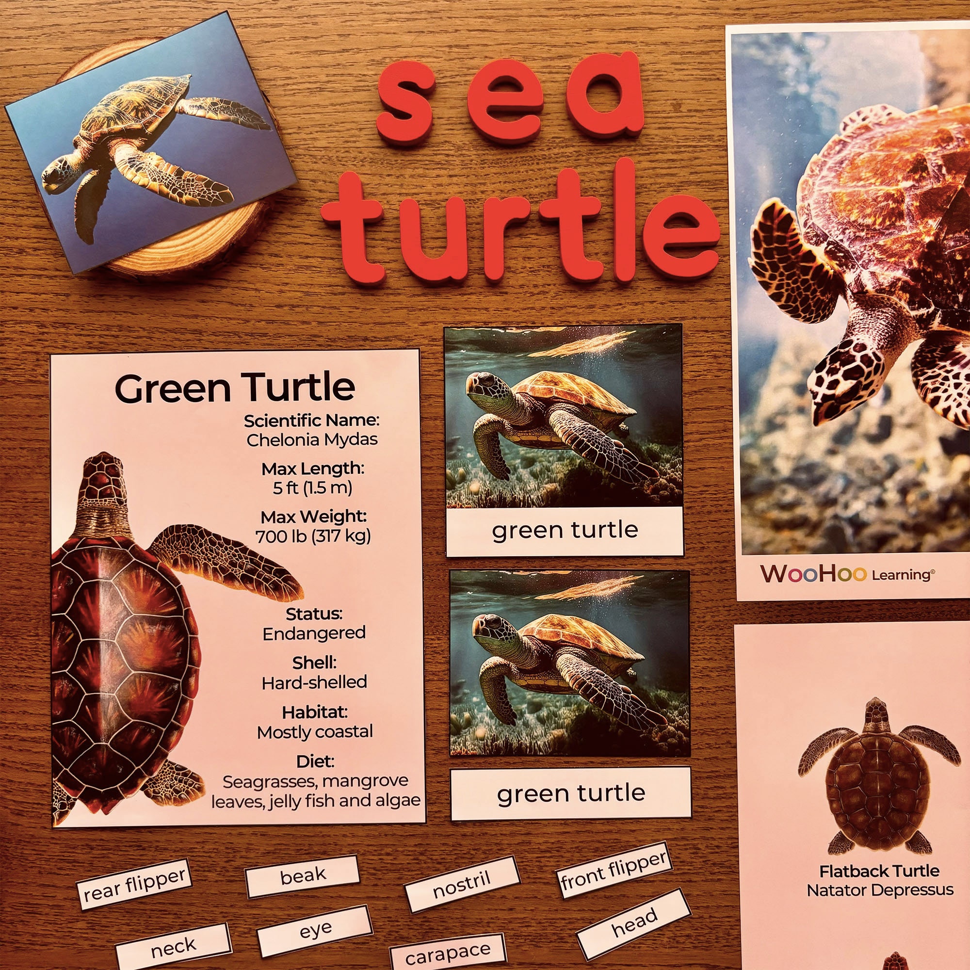 Sea Turtle Unit Study All About Sea Turtles Anatomy Sea Turtle Life ...