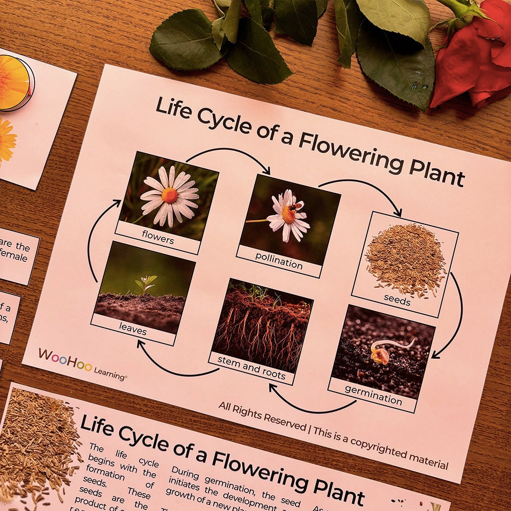 Flowering Plant Life Cycle Unit Study Flowering Plant Stages Life Cycle ...