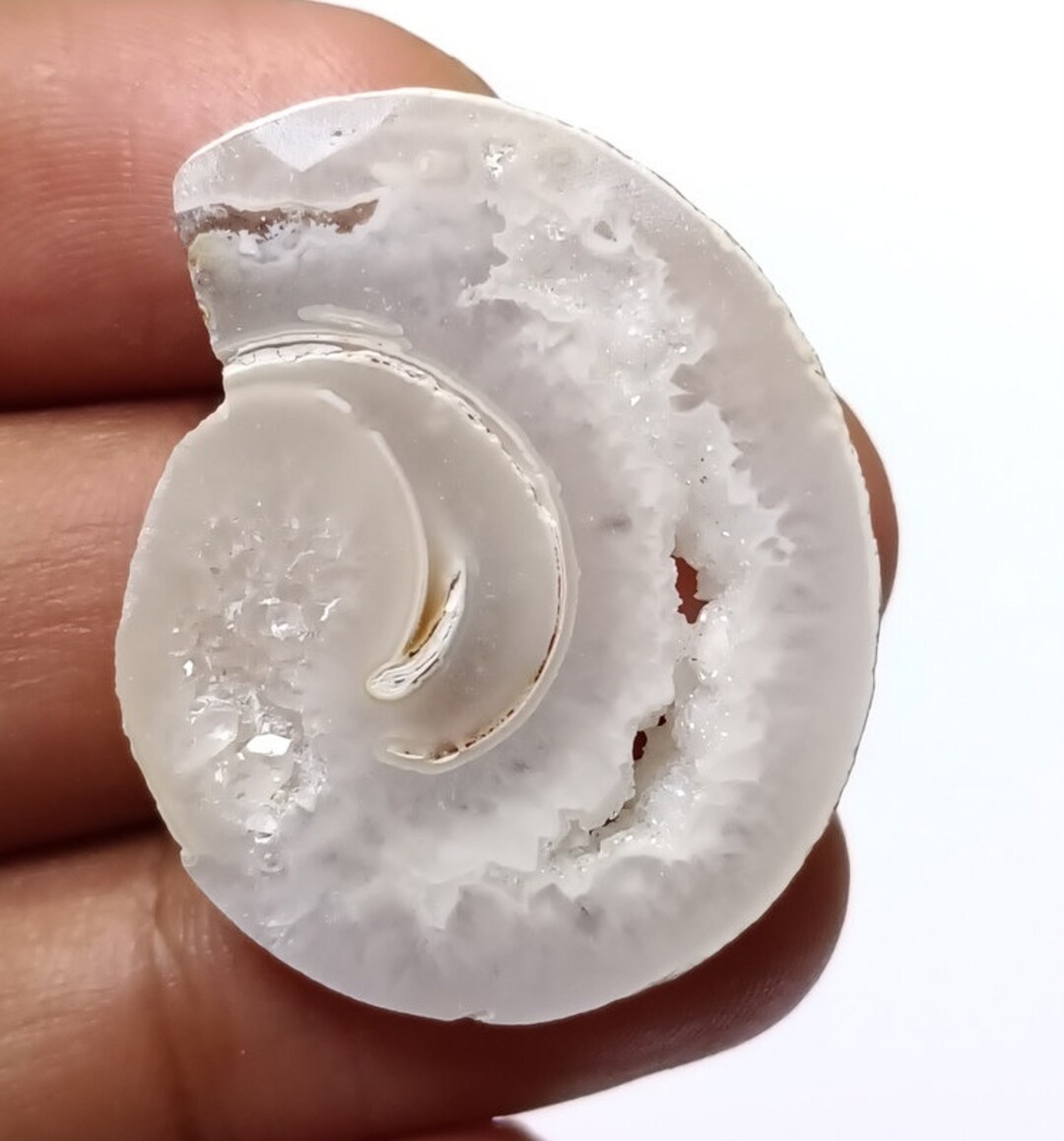 Top Grade Quality 100% Natural Shell Druzy/ammonite/snail Fossil ...