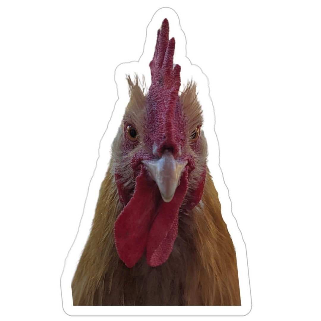 Transparent Sticker With Funny Chicken for Car, Laptop, Window, Chicken ...