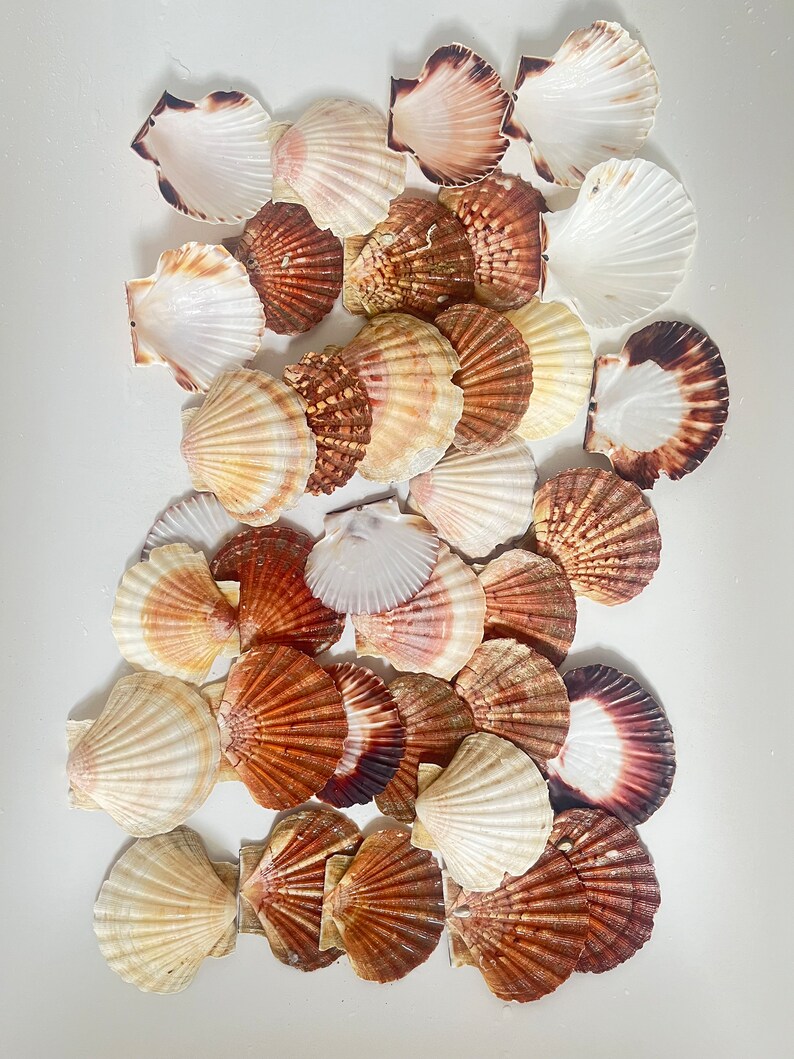 35 Scallop Shells Batch of Scallop Seashells Beach Shells - Etsy