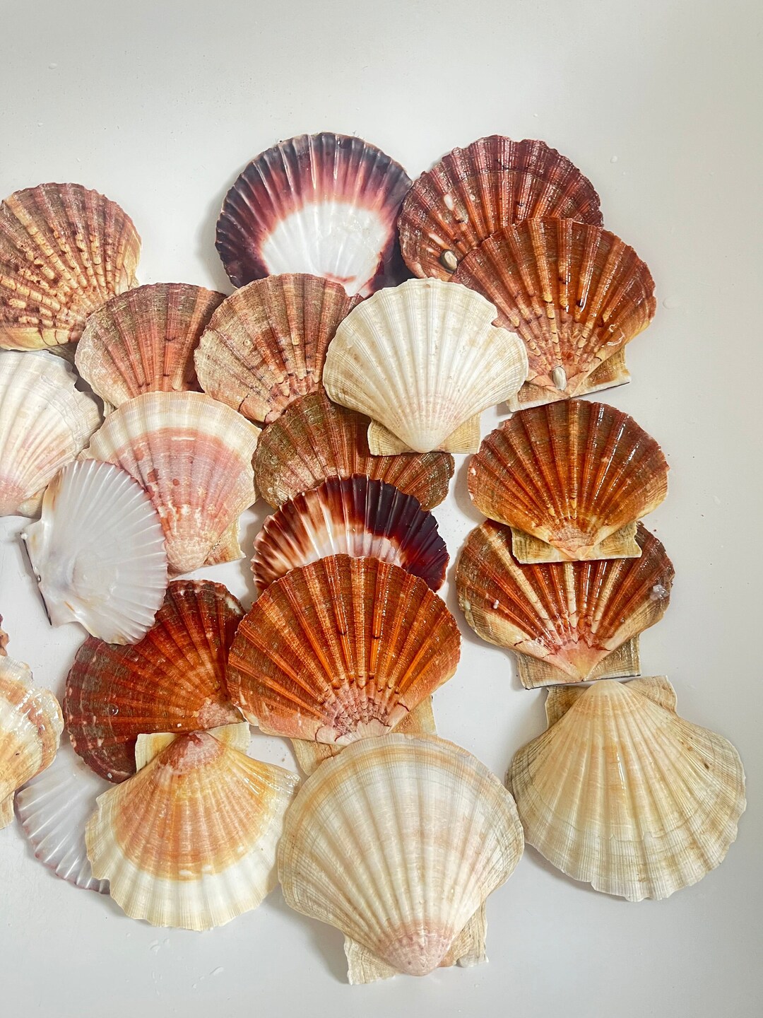 35 Scallop Shells Batch of Scallop Seashells Beach Shells - Etsy