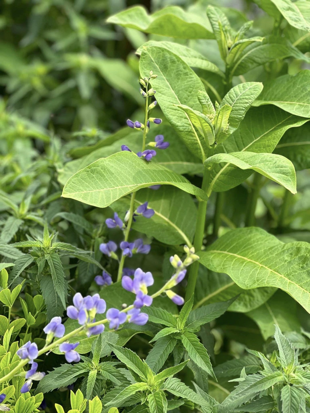 Blue False Indigo Seeds (25 Seeds) - Etsy