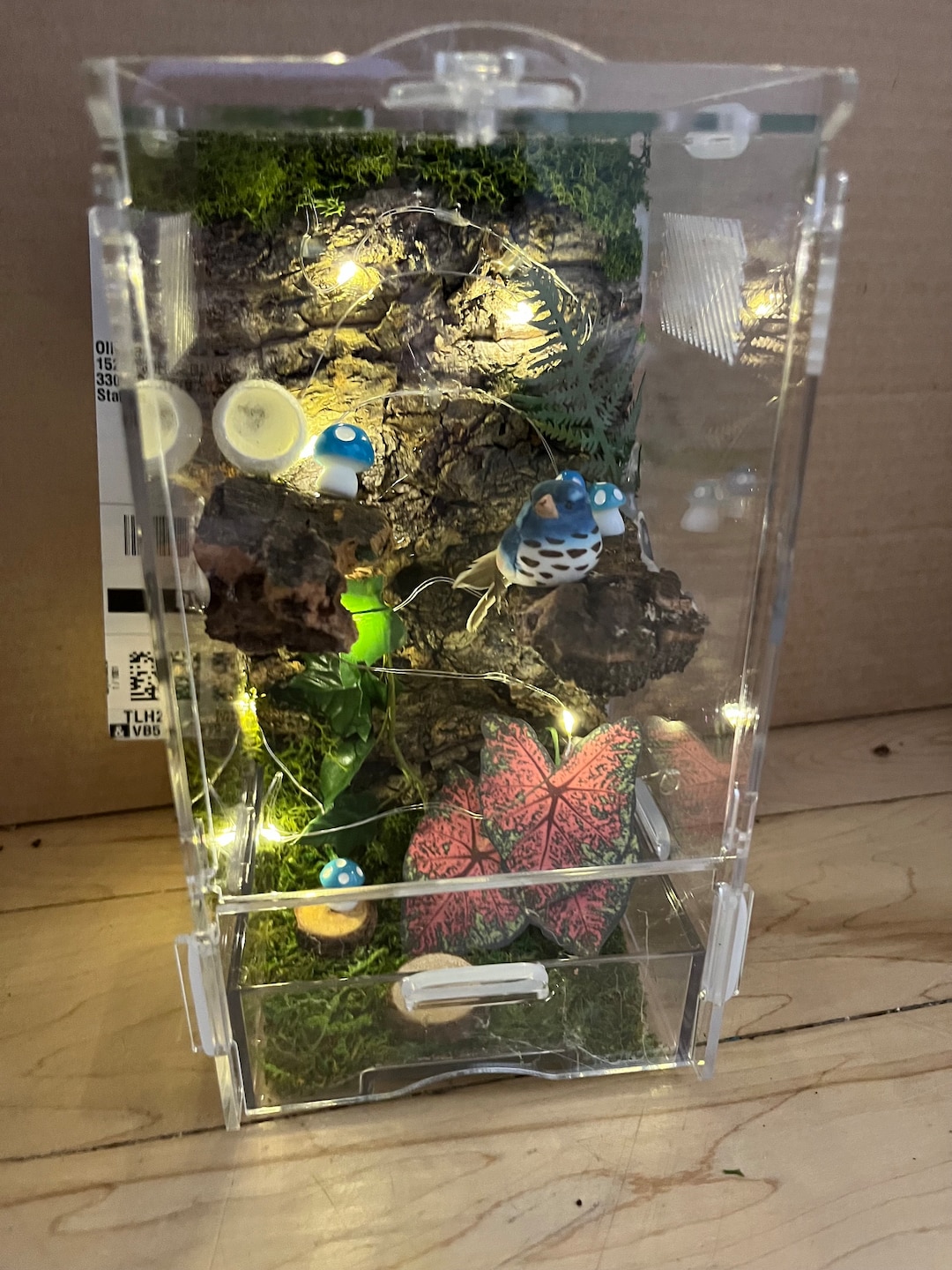 Acrylic Mossy Mushroom Forest Jumping Spider Enclosure - Etsy