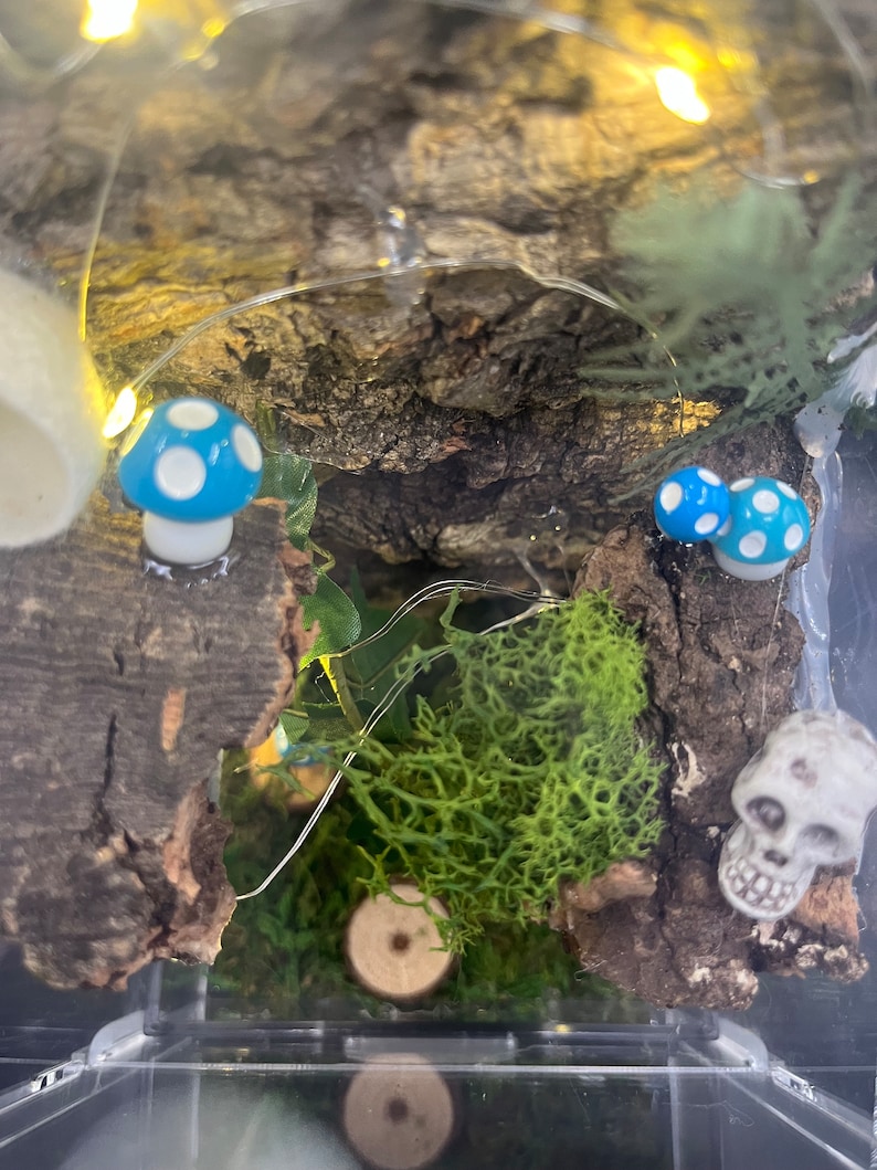 Acrylic Mossy Mushroom Forest Jumping Spider Enclosure - Etsy