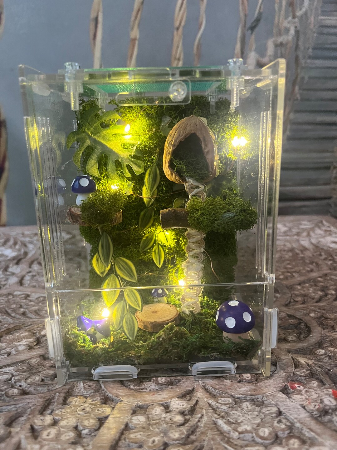 Acrylic Mossy Mushroom Forest Jumping Spider Enclosure - Etsy