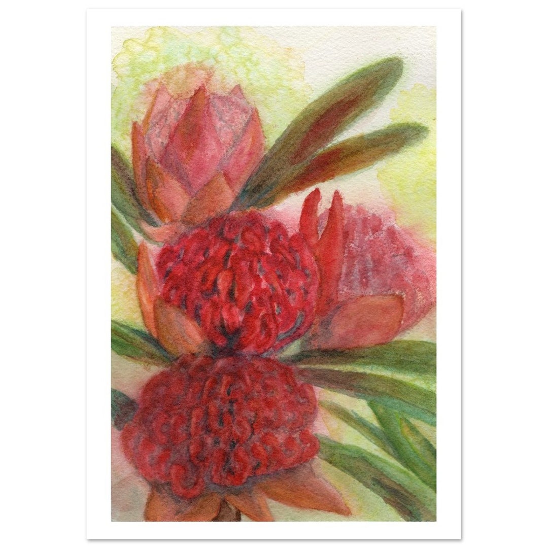 Waratah Flower Native Australian Plant Watercolour Wall Art Print ...
