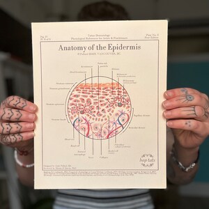 Fig 4. “anatomy of the Epidermis” Tattoo Dermatology Art Print - Etsy Canada