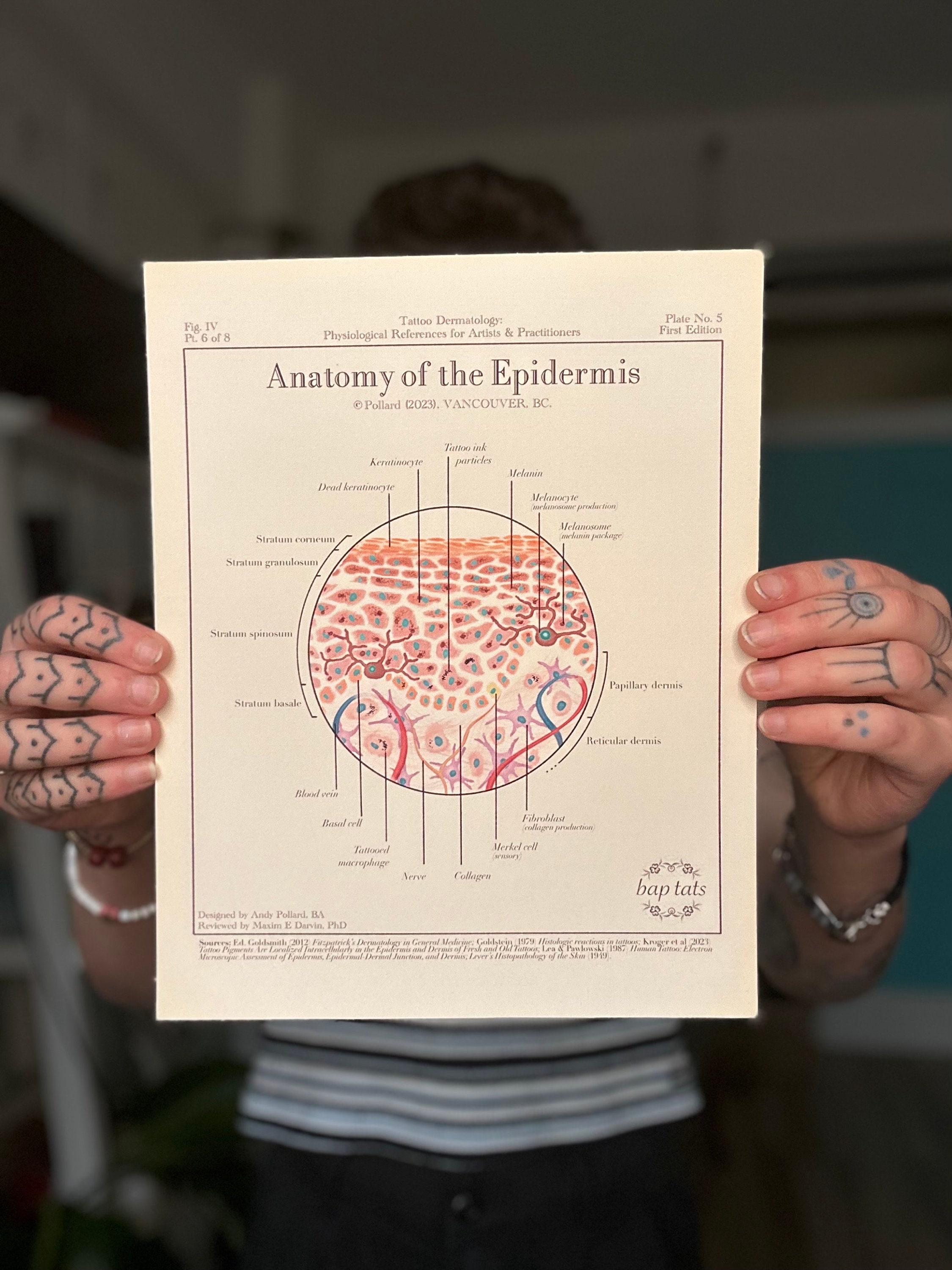 Fig 4. “anatomy of the Epidermis” Tattoo Dermatology Art Print - Etsy
