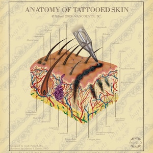 Fig. 3 “anatomy of Tattooed Skin” Tattoo Dermatology Art Print - Etsy