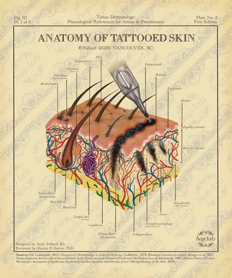 Fig. 3 “anatomy of Tattooed Skin” Tattoo Dermatology Art Print - Etsy