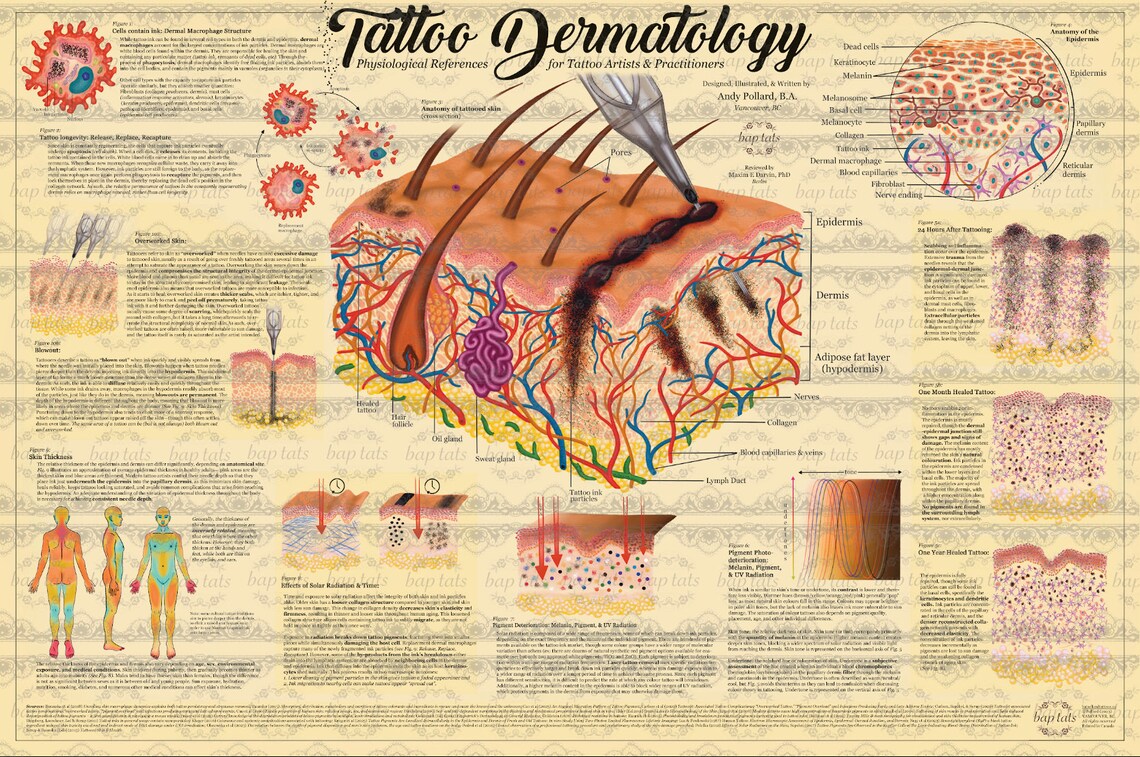 Tattoo Dermatology: Physiological References for Artists and ...