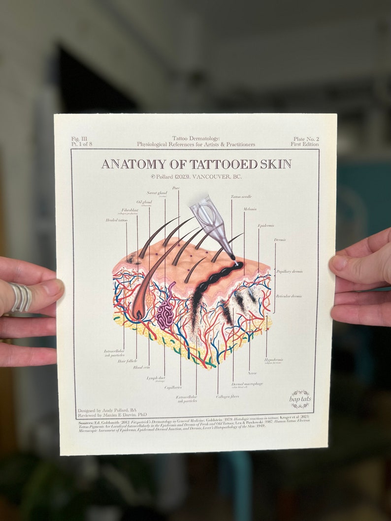 Fig. 3 “anatomy of Tattooed Skin” Tattoo Dermatology Art Print - Etsy
