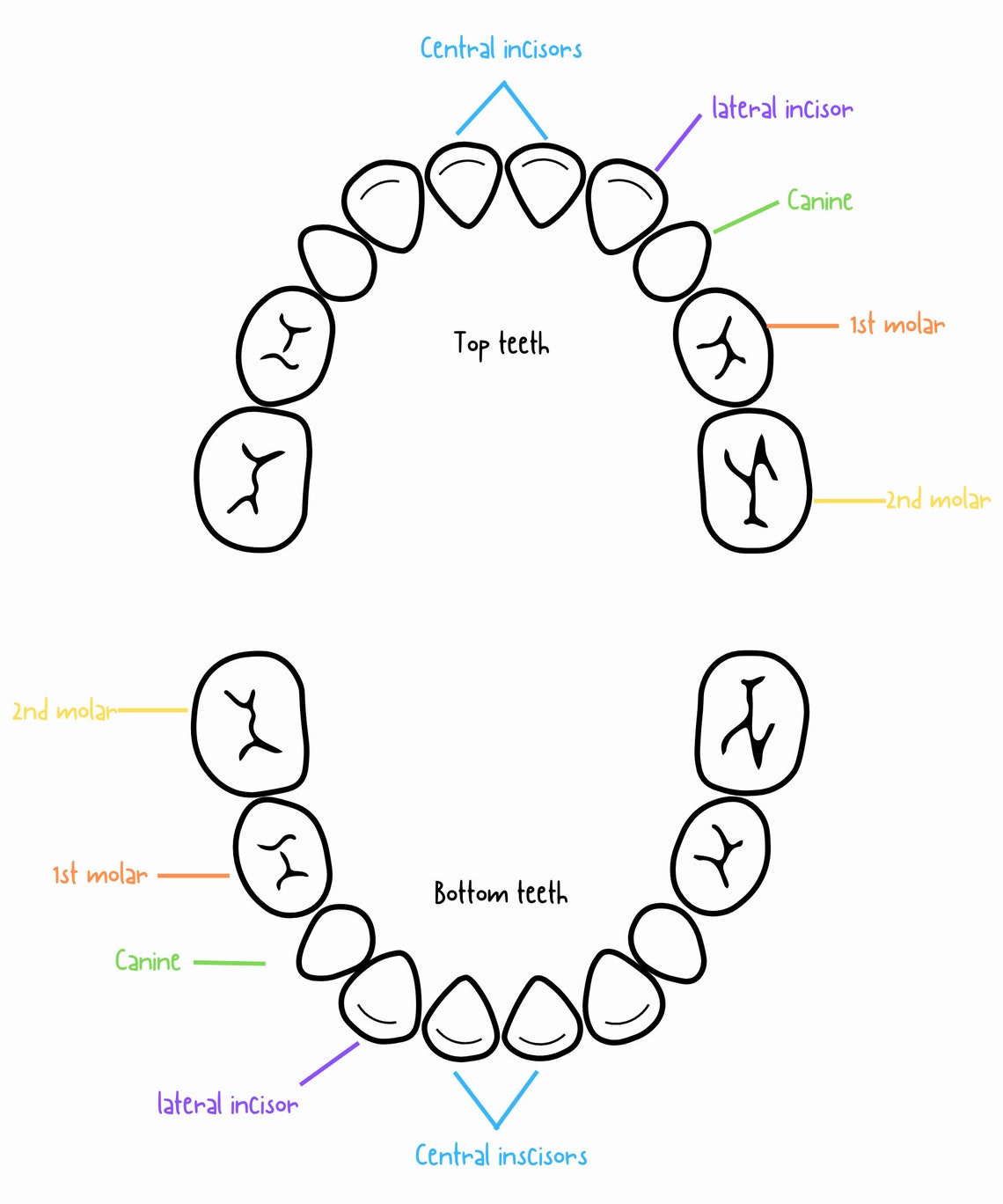 Teeth Brushing Printable, Kids Dental Health, Dental Hygiene, Preschool ...
