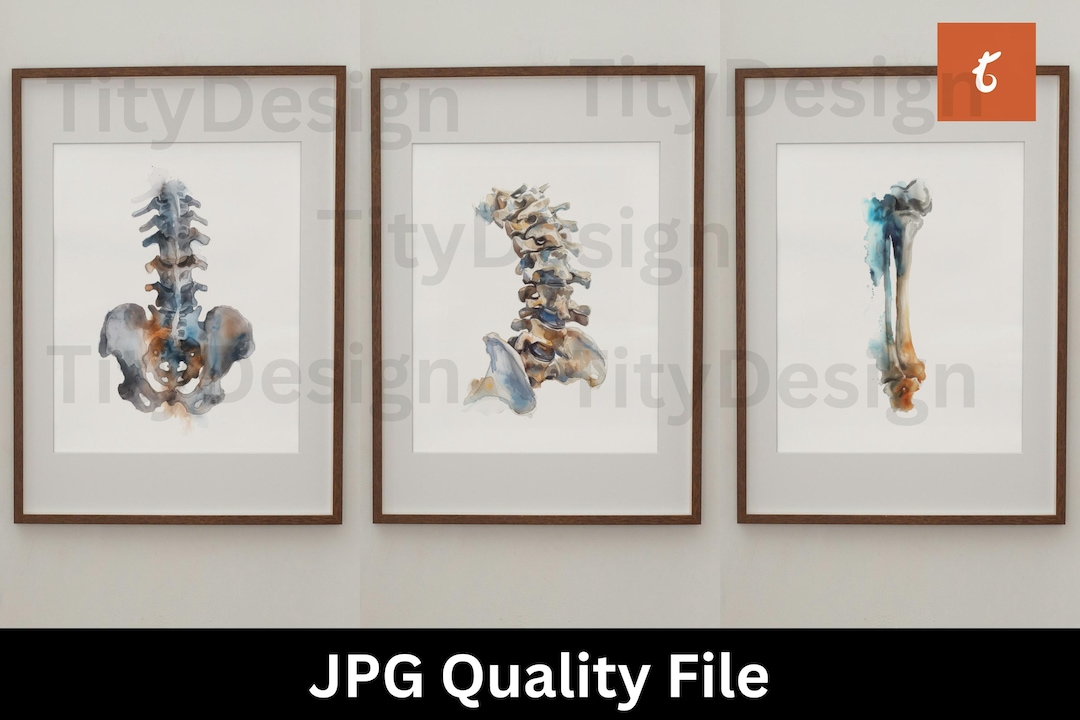 Anatomy Set Blue - Vertebrae - Spine Anatomy - Chiropractic Art Print ...