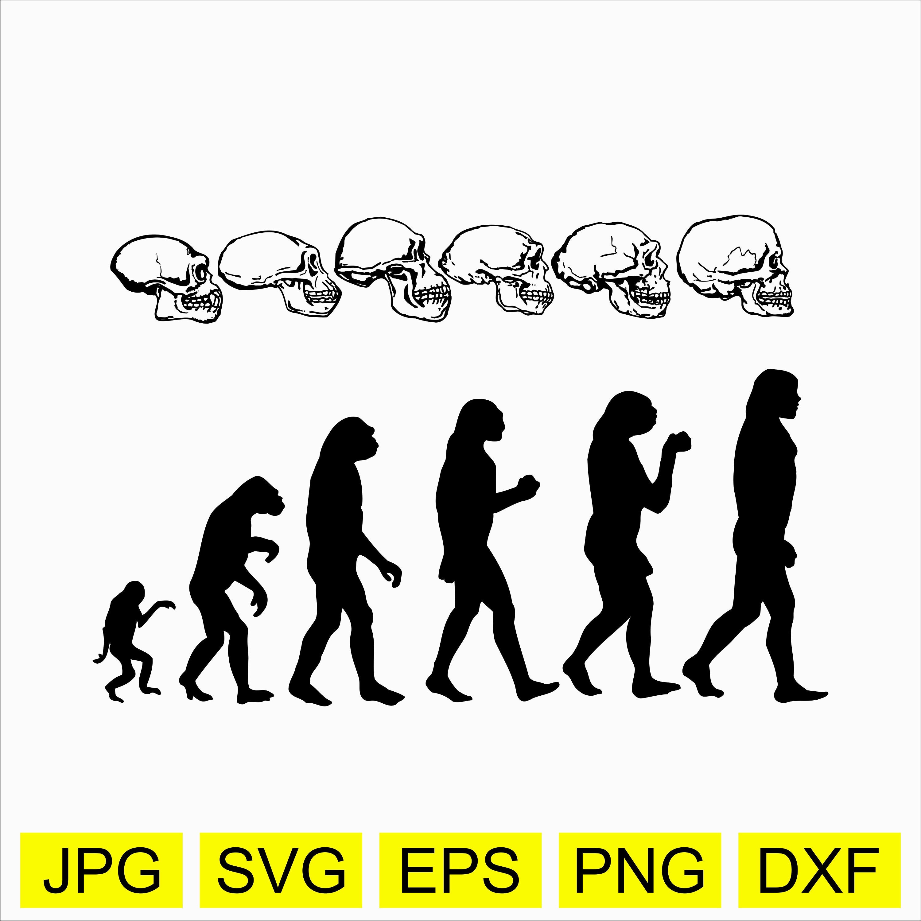 Human Evolution Vector Drawing. From Ape to Man. Skull Evolution SVG ...