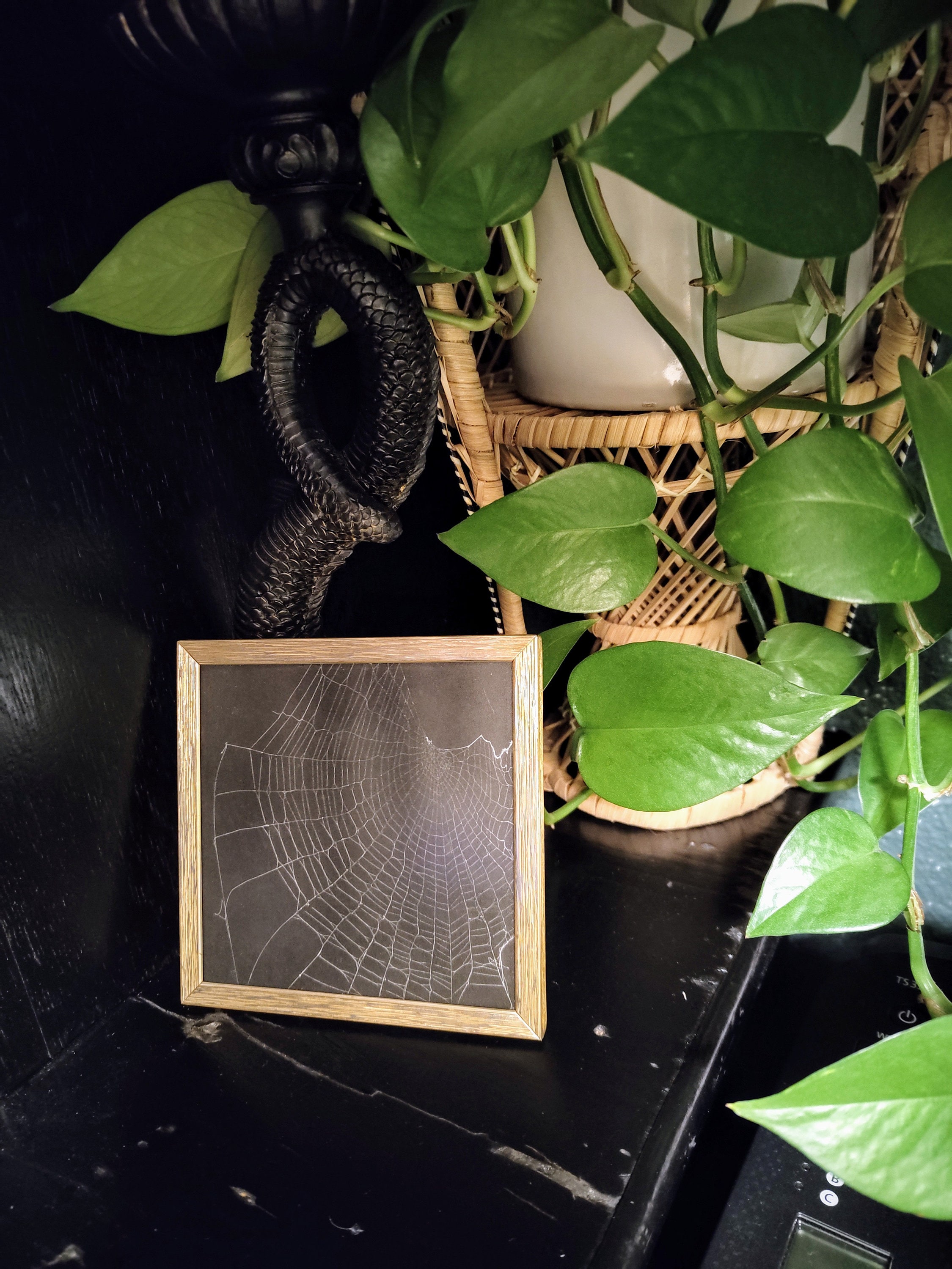 Preserved Spider Web Square - Etsy